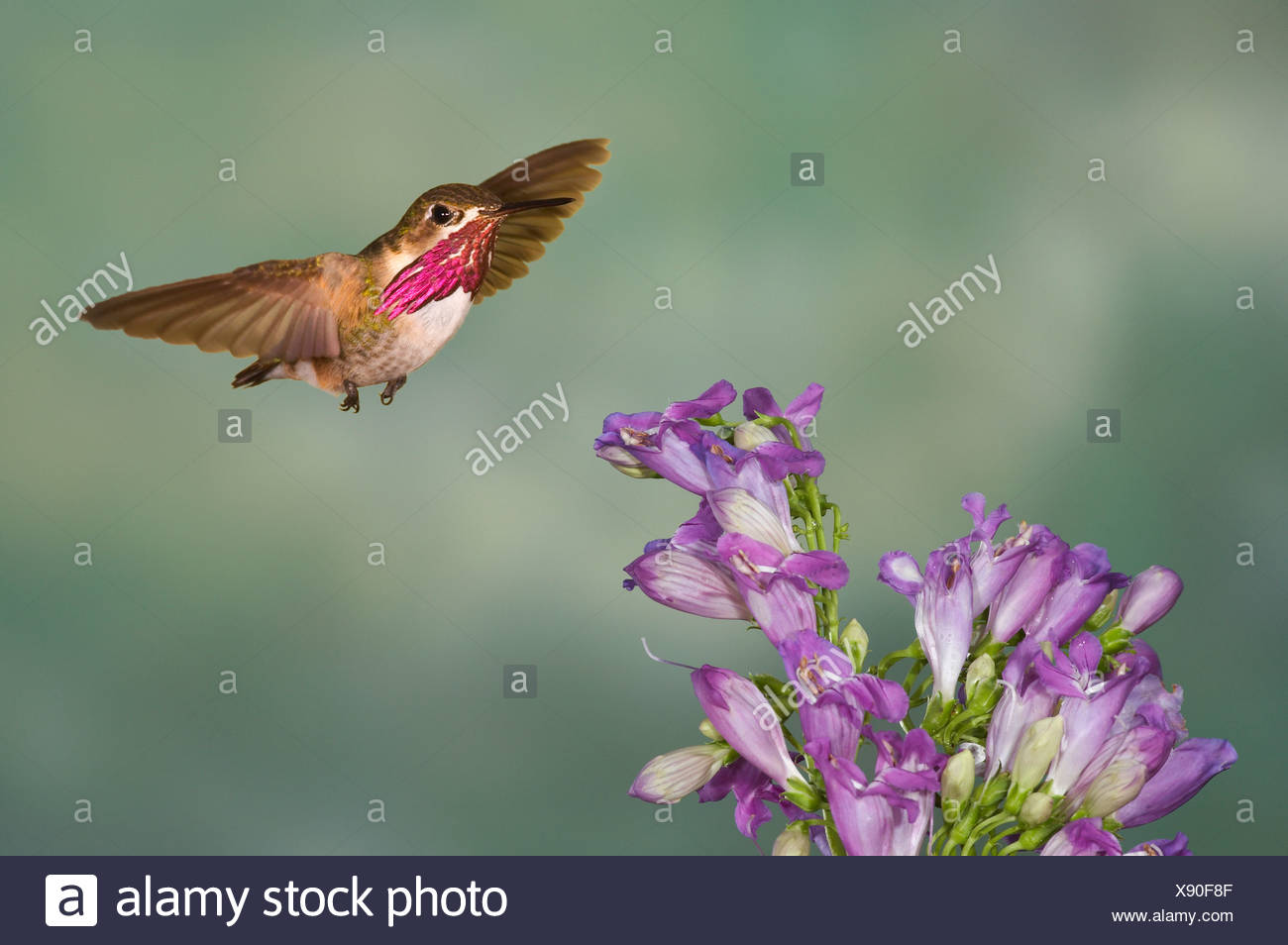Penstemon Barbatus High Resolution Stock Photography and Images - Alamy