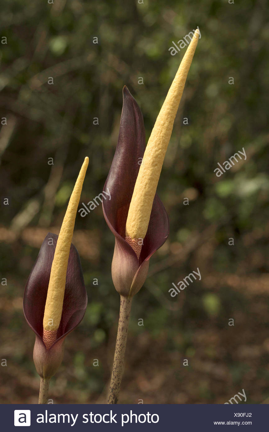 Spadix High Resolution Stock Photography and Images - Alamy