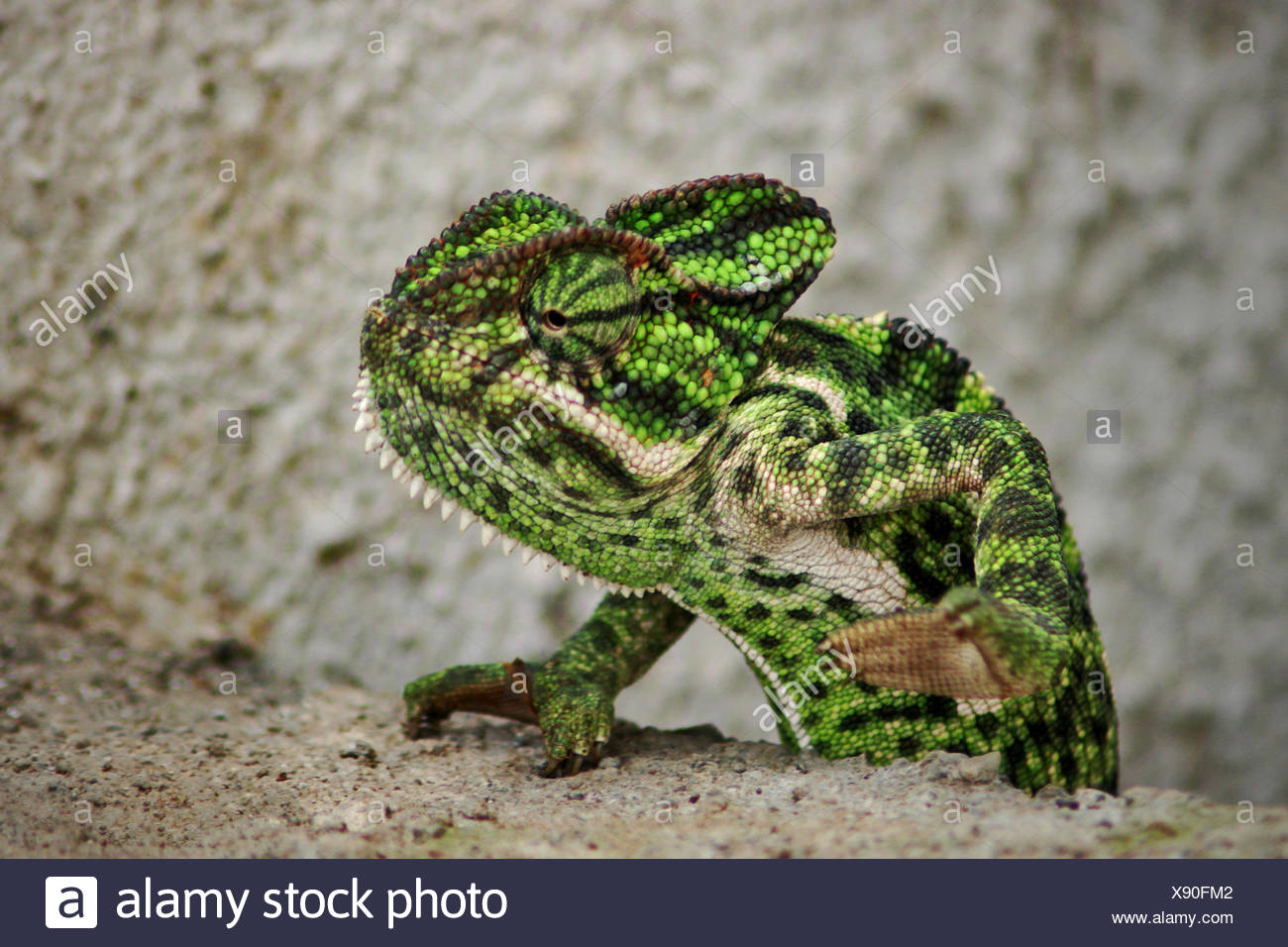 Indian Chameleon High Resolution Stock Photography and Images - Alamy