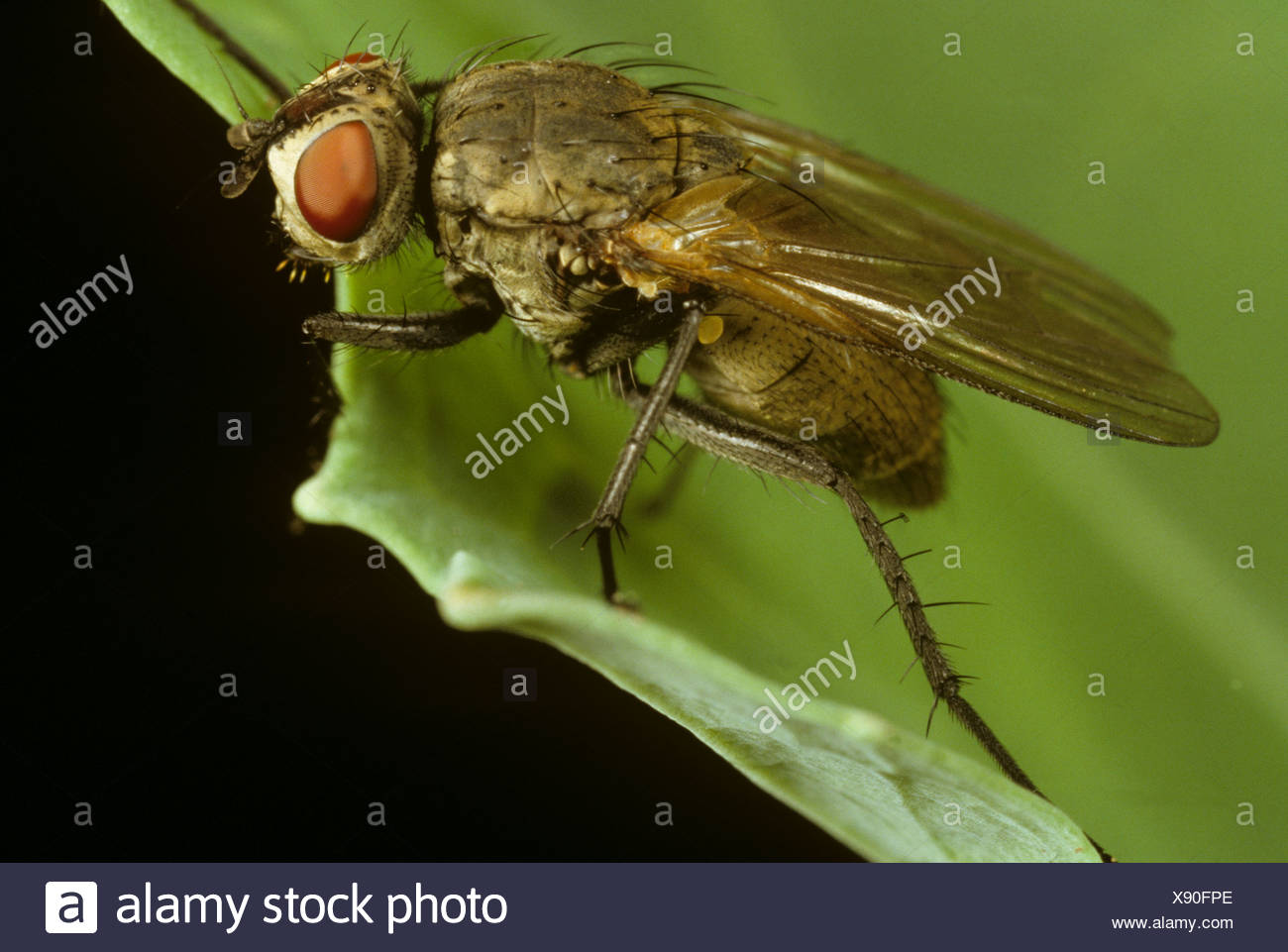 Cabbage Root Fly High Resolution Stock Photography and Images - Alamy