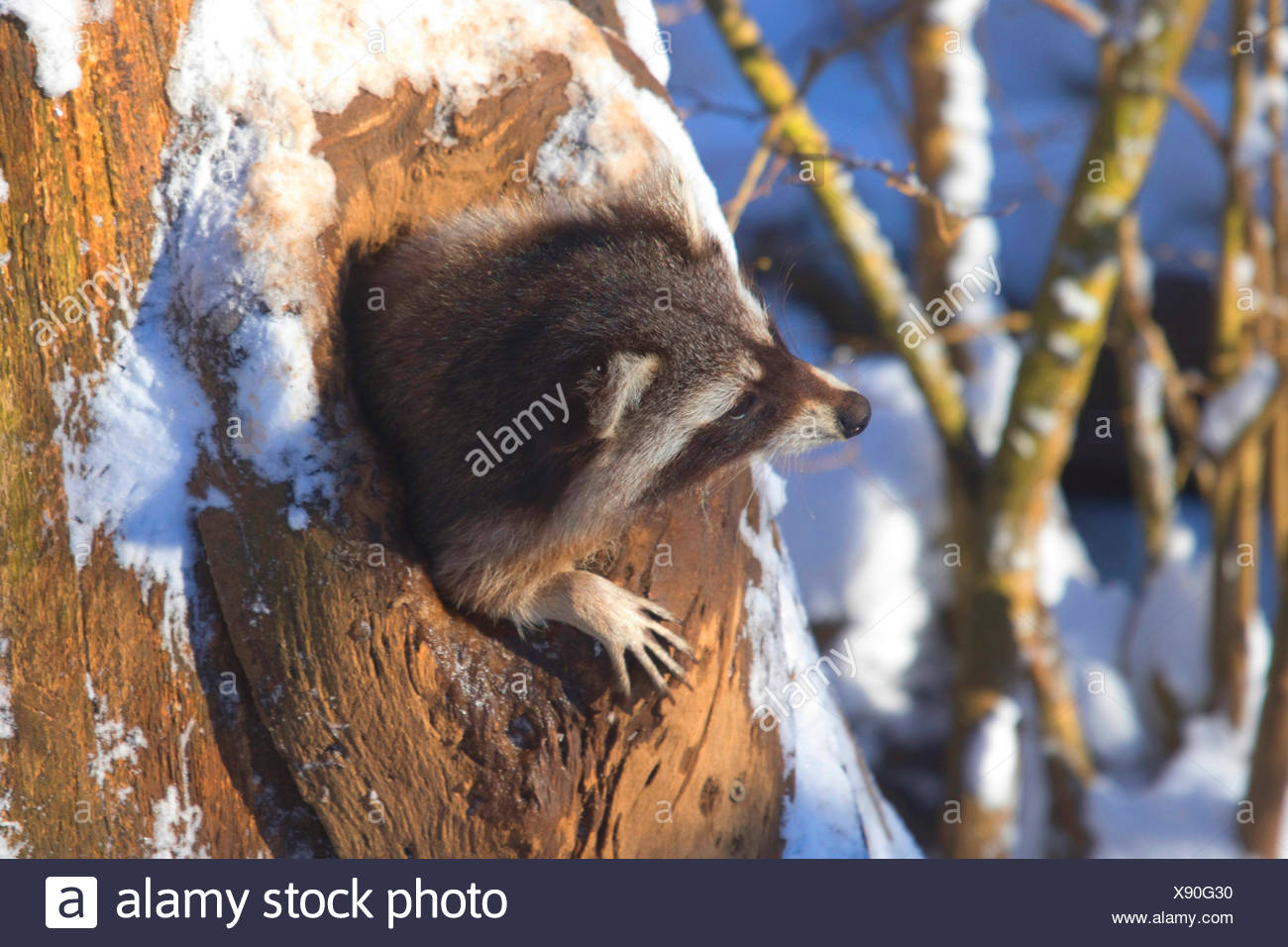 Raccoon In Tree Stock Photos & Raccoon In Tree Stock Images - Alamy