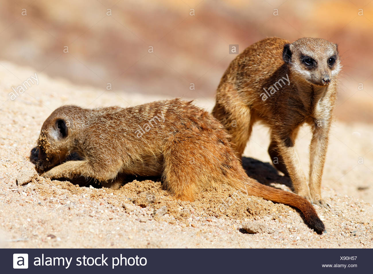 Suricats High Resolution Stock Photography and Images - Alamy