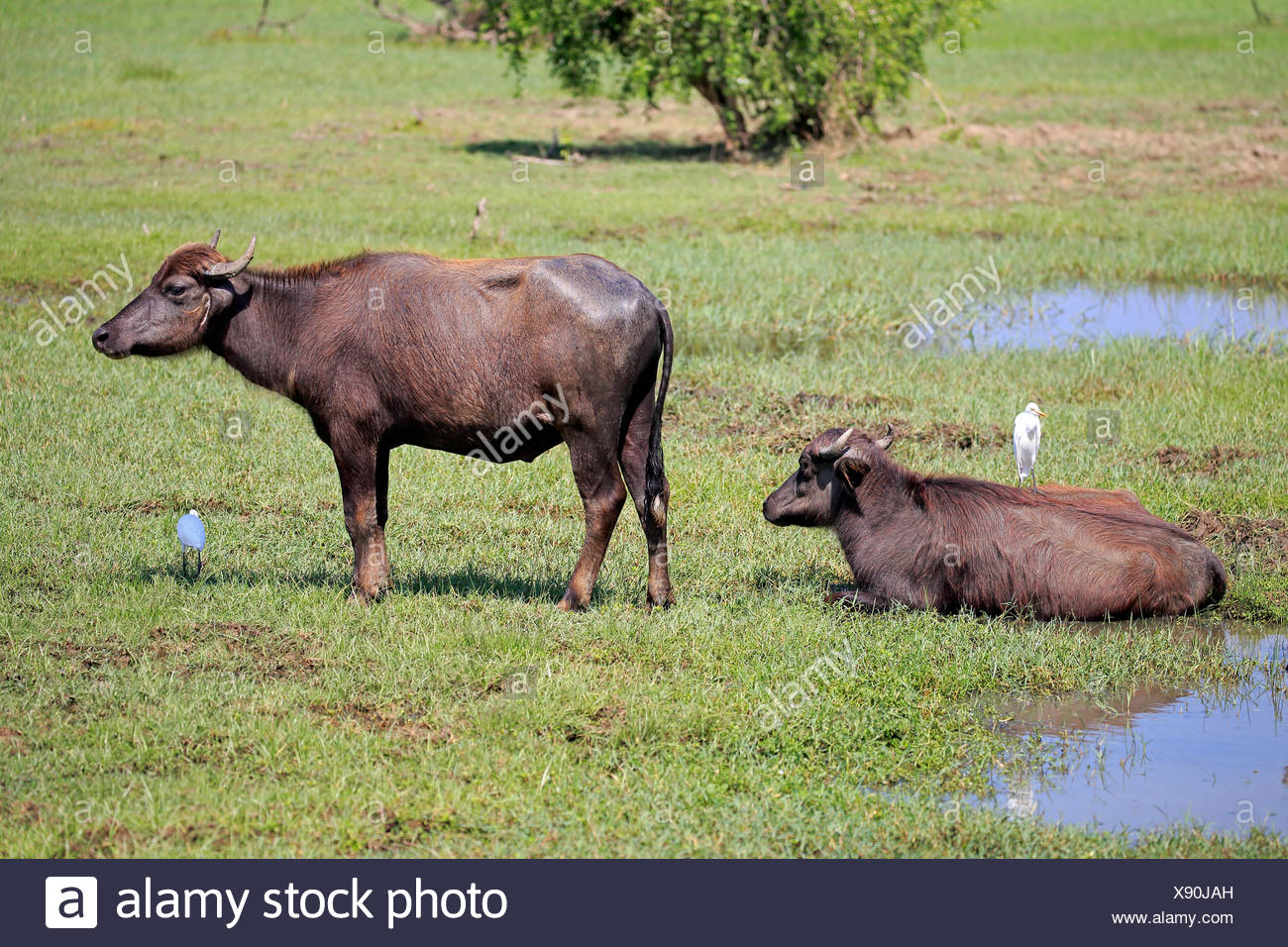 Buffalo Calves Calves High Resolution Stock Photography and Images - Alamy