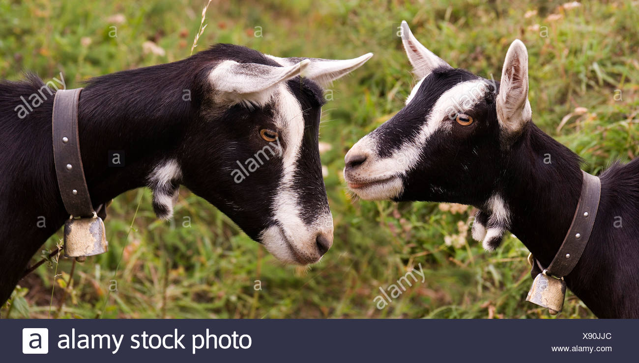 Bundner High Resolution Stock Photography and Images - Alamy