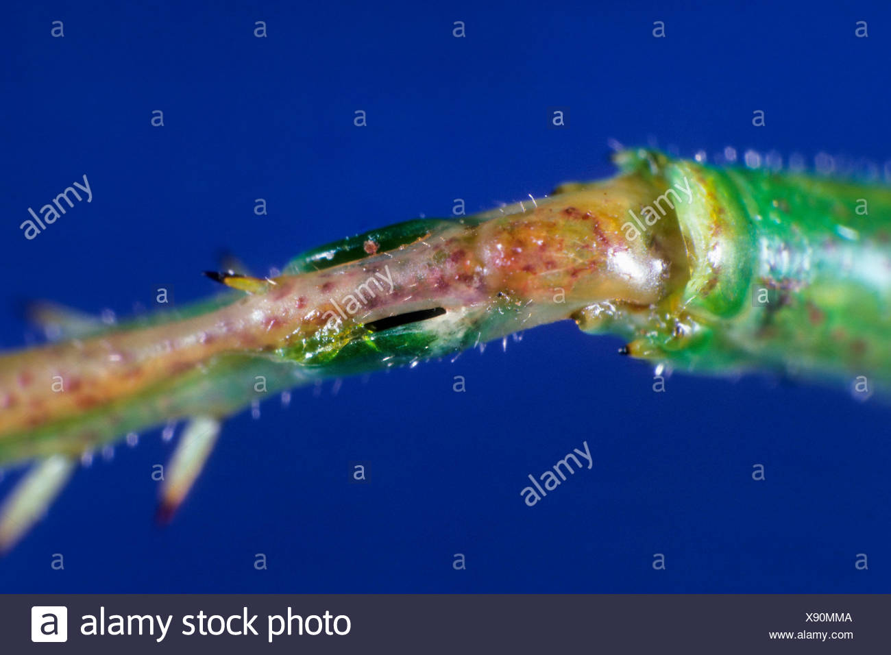 Tympanal Stock Photos & Tympanal Stock Images - Alamy