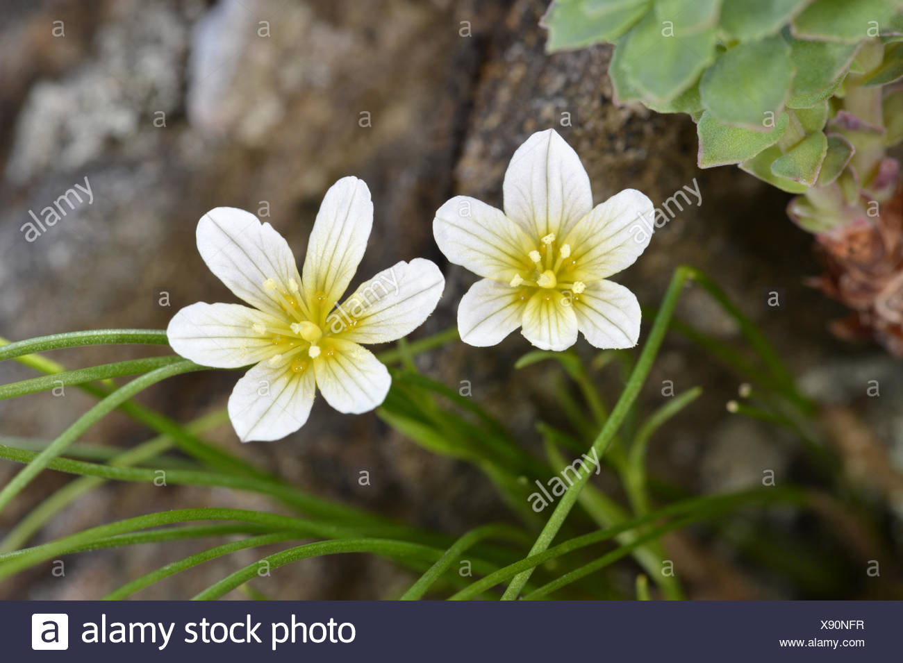 Snowdon Lily High Resolution Stock Photography and Images - Alamy