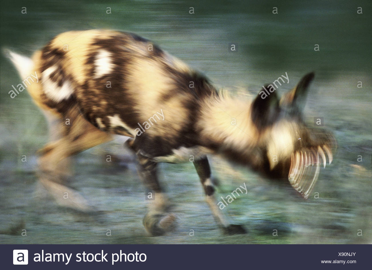 Snarling Dog Stock Photos & Snarling Dog Stock Images - Alamy