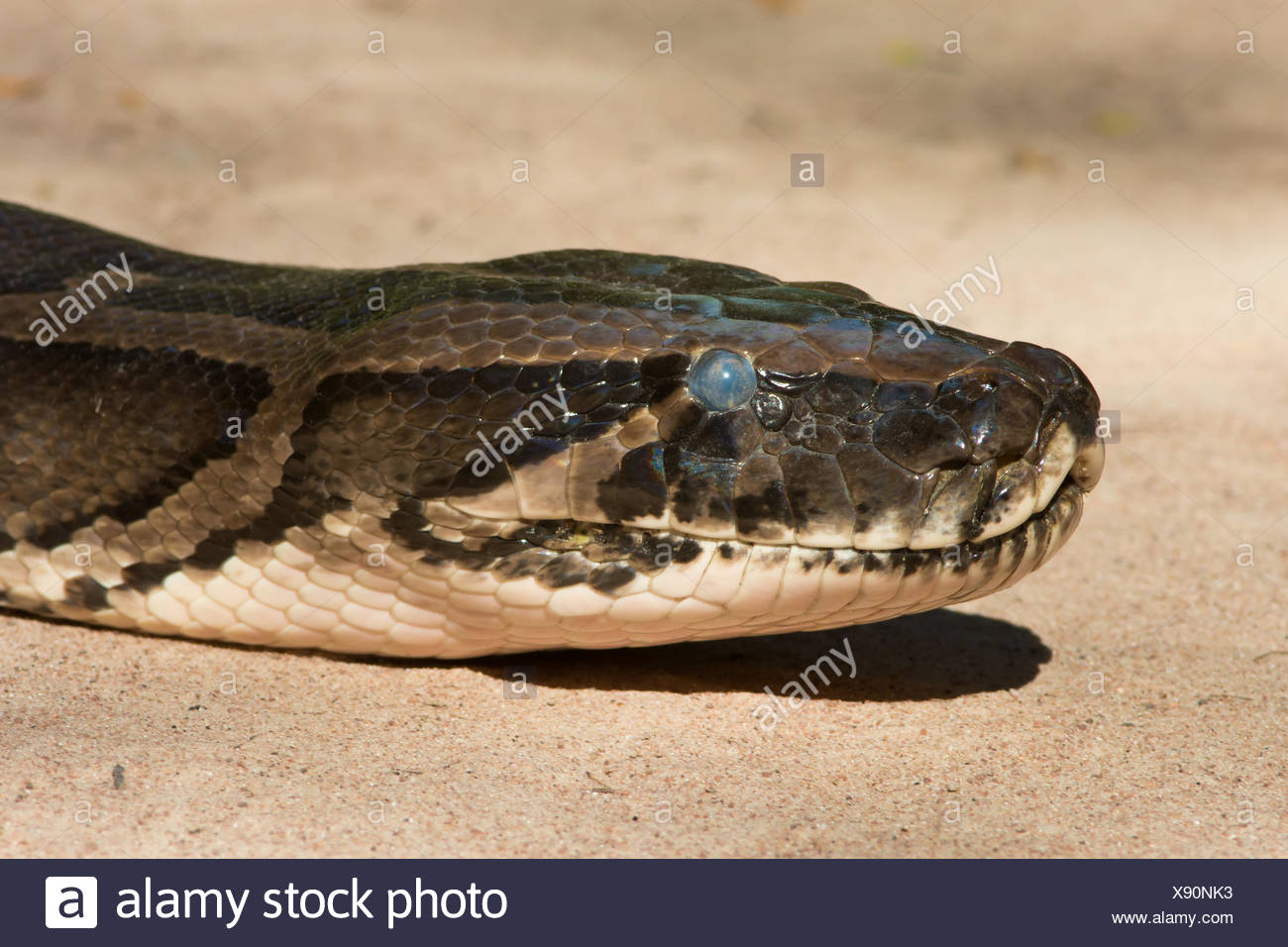 African Python Snake High Resolution Stock Photography and Images - Alamy