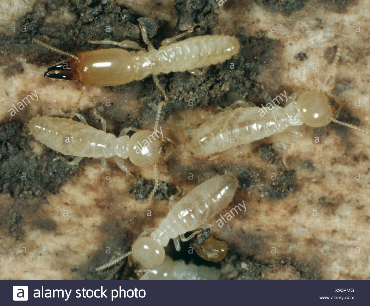Worker And Soldier High Resolution Stock Photography and Images - Alamy