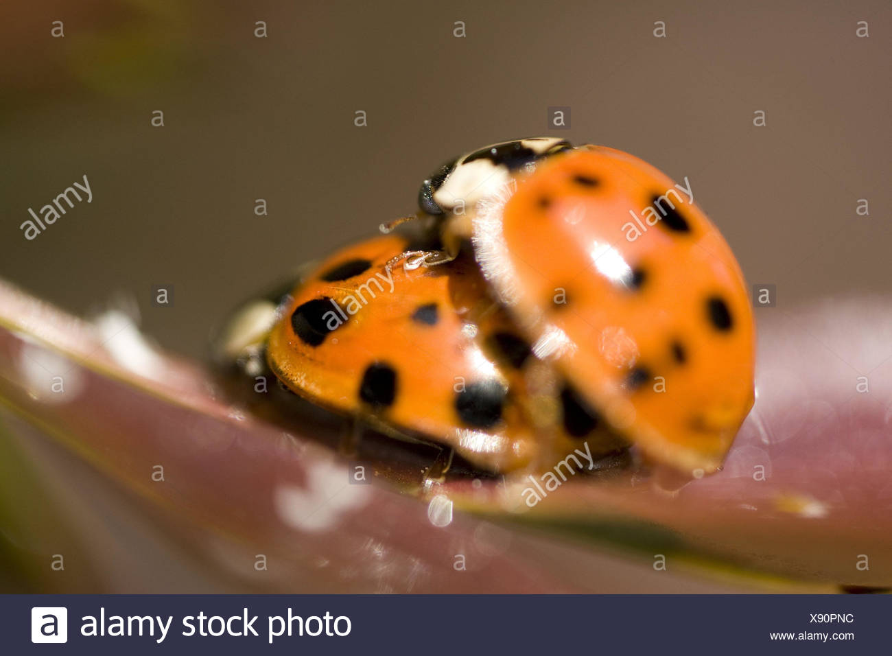 Coition High Resolution Stock Photography and Images - Alamy