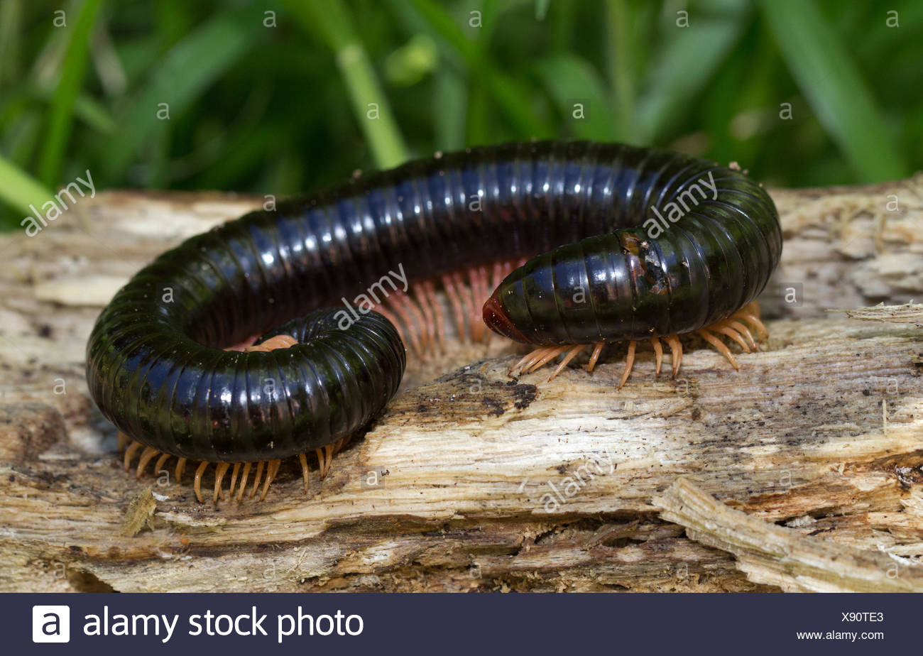 Centipede High Resolution Stock Photography and Images - Alamy