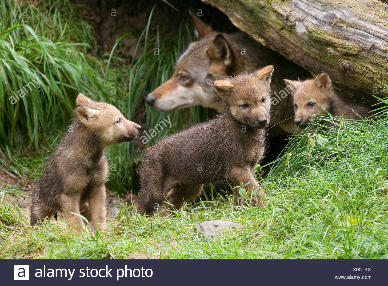 Wolf Lair High Resolution Stock Photography and Images - Alamy