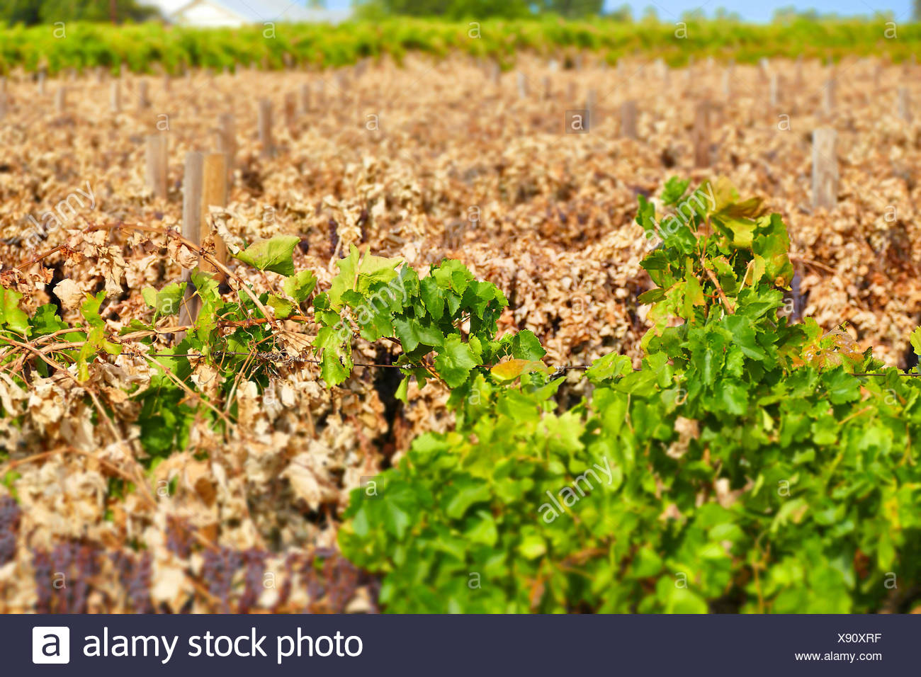 Dead Vines Stock Photos & Dead Vines Stock Images - Alamy