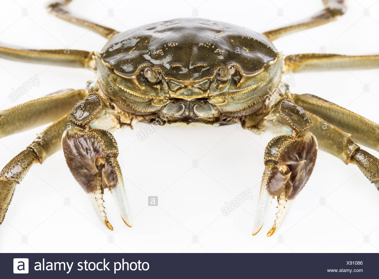 Freshwater Crab Stock Photos & Freshwater Crab Stock Images - Alamy
