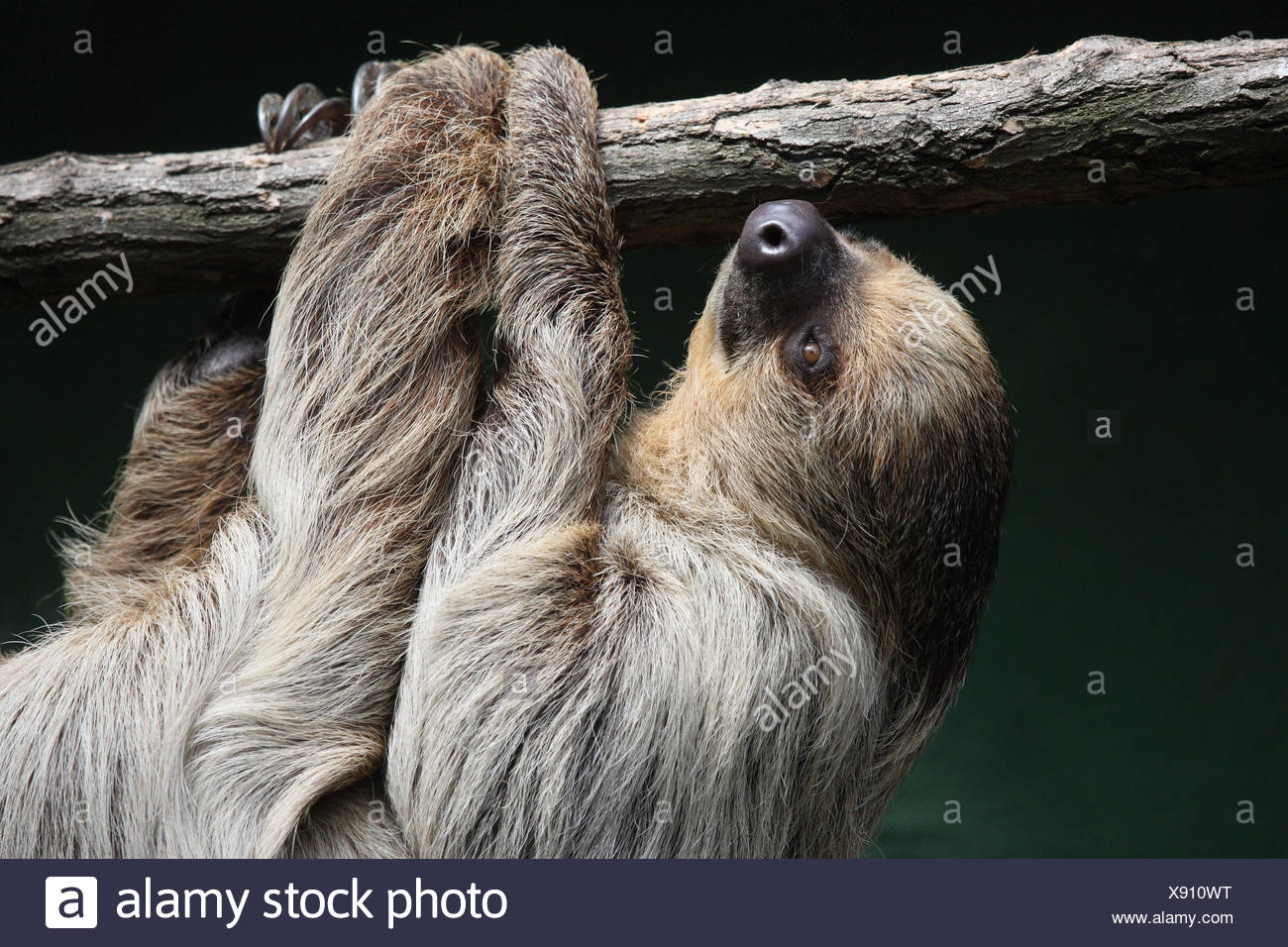 Sloth Hanging High Resolution Stock Photography and Images - Alamy
