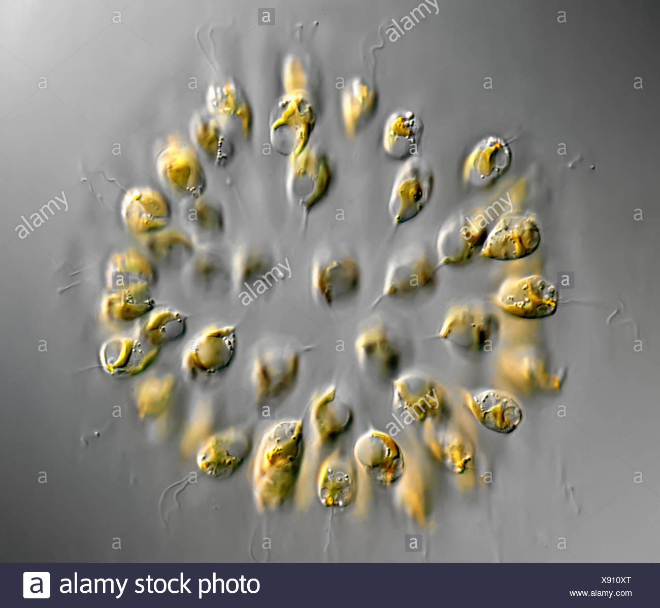 Volvox Colony High Resolution Stock Photography and Images - Alamy