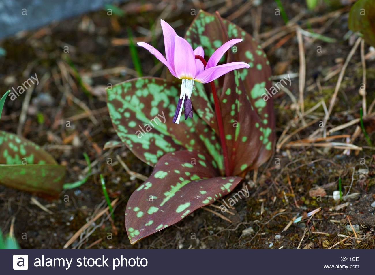 Dogs Tooth Violet Stock Photos & Dogs Tooth Violet Stock Images - Alamy