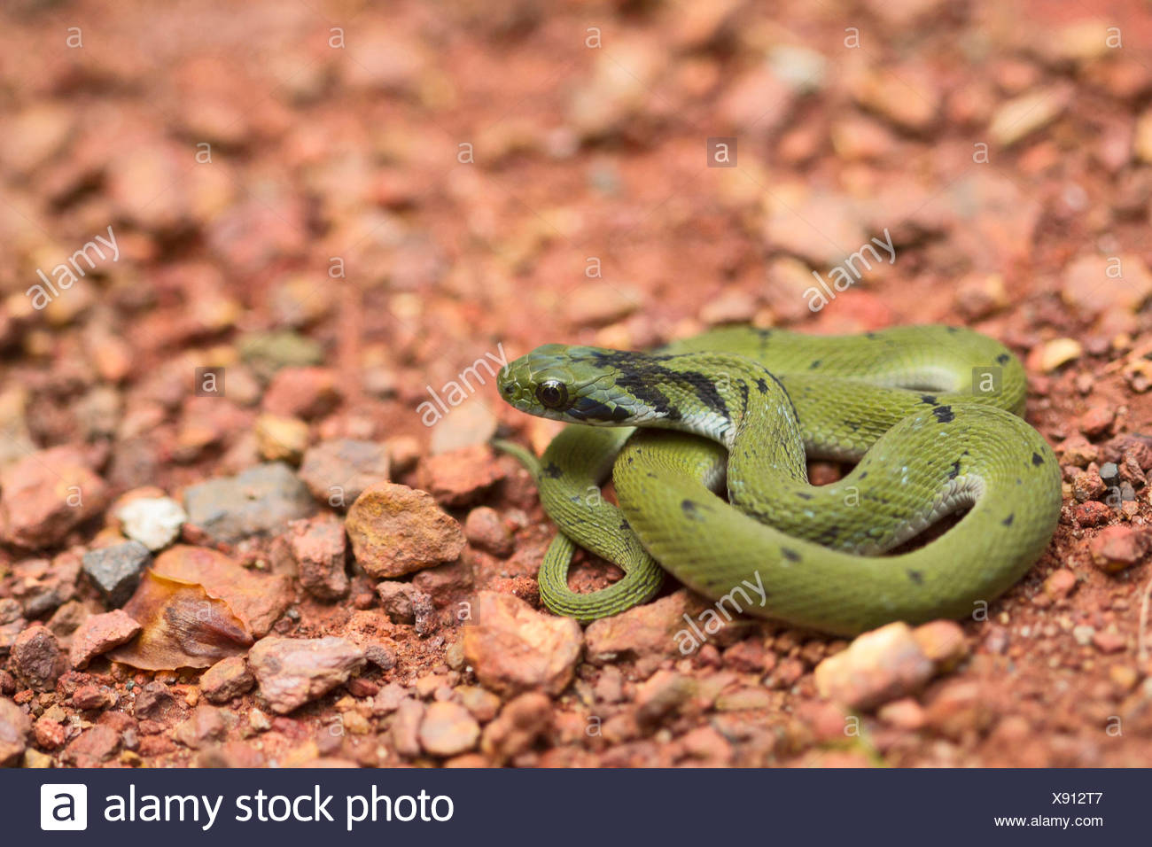 Non Poisonous Snake Stock Photos & Non Poisonous Snake Stock Images - Alamy