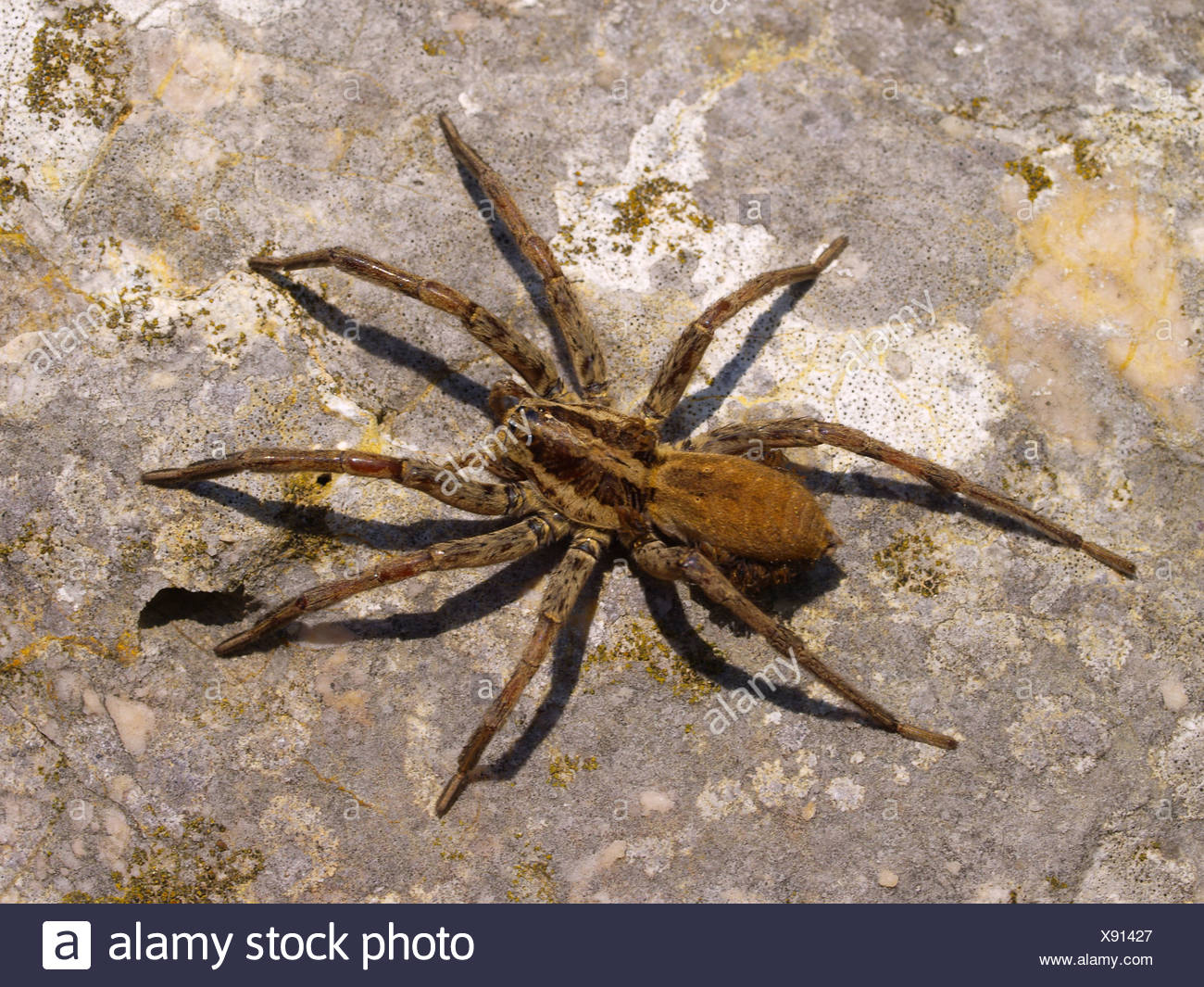 Lycosa Singoriensis High Resolution Stock Photography and Images - Alamy