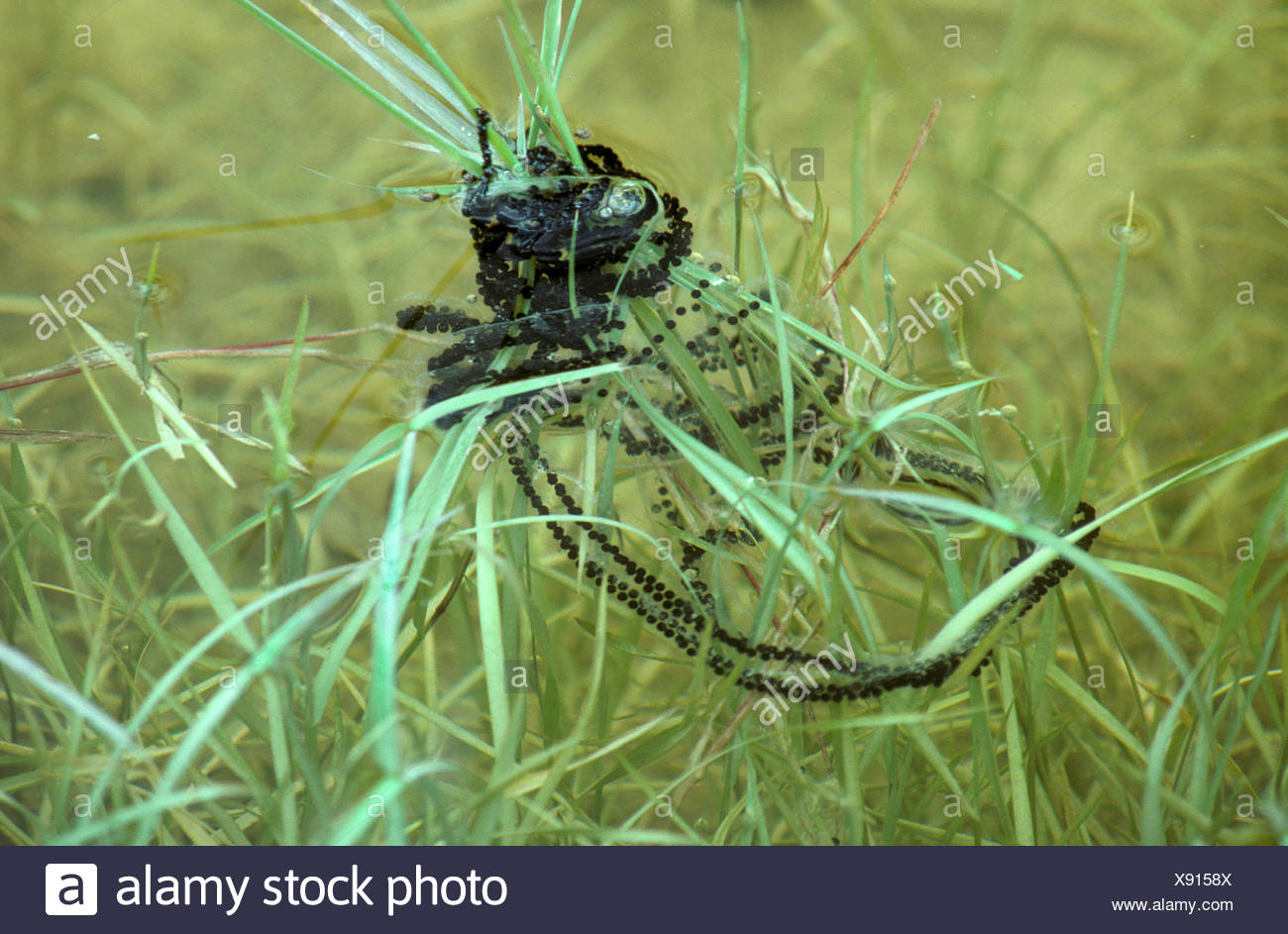 Common Toad Spawn High Resolution Stock Photography and Images - Alamy