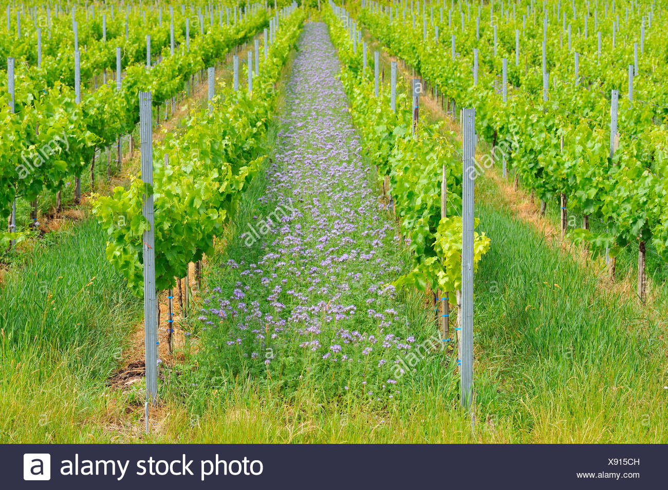 Cover Crop Green Manure High Resolution Stock Photography and Images ...