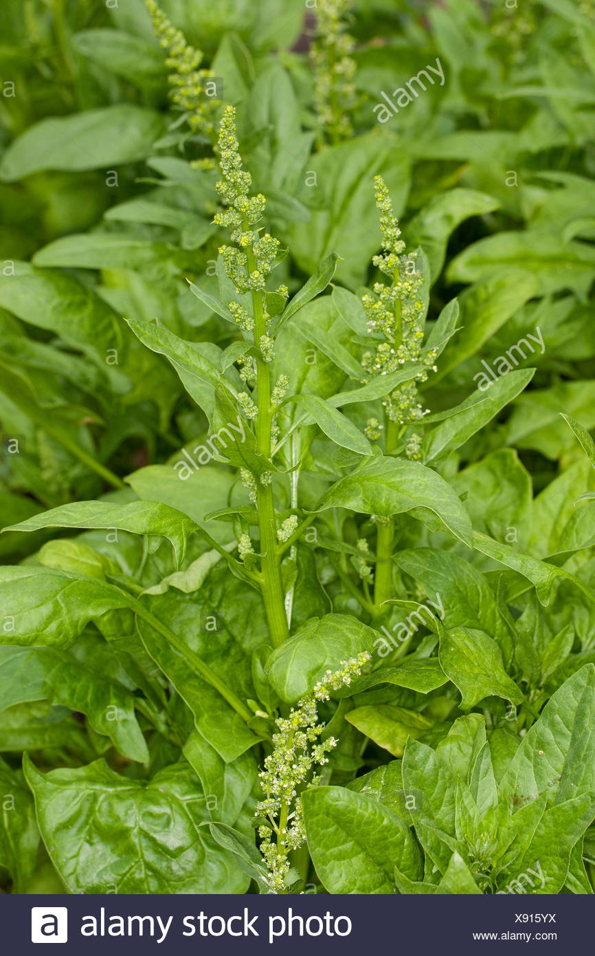 Spinach Plants High Resolution Stock Photography and Images - Alamy
