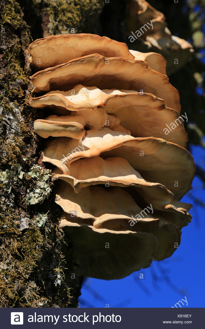 Orange Polypore Stock Photos & Orange Polypore Stock Images - Alamy