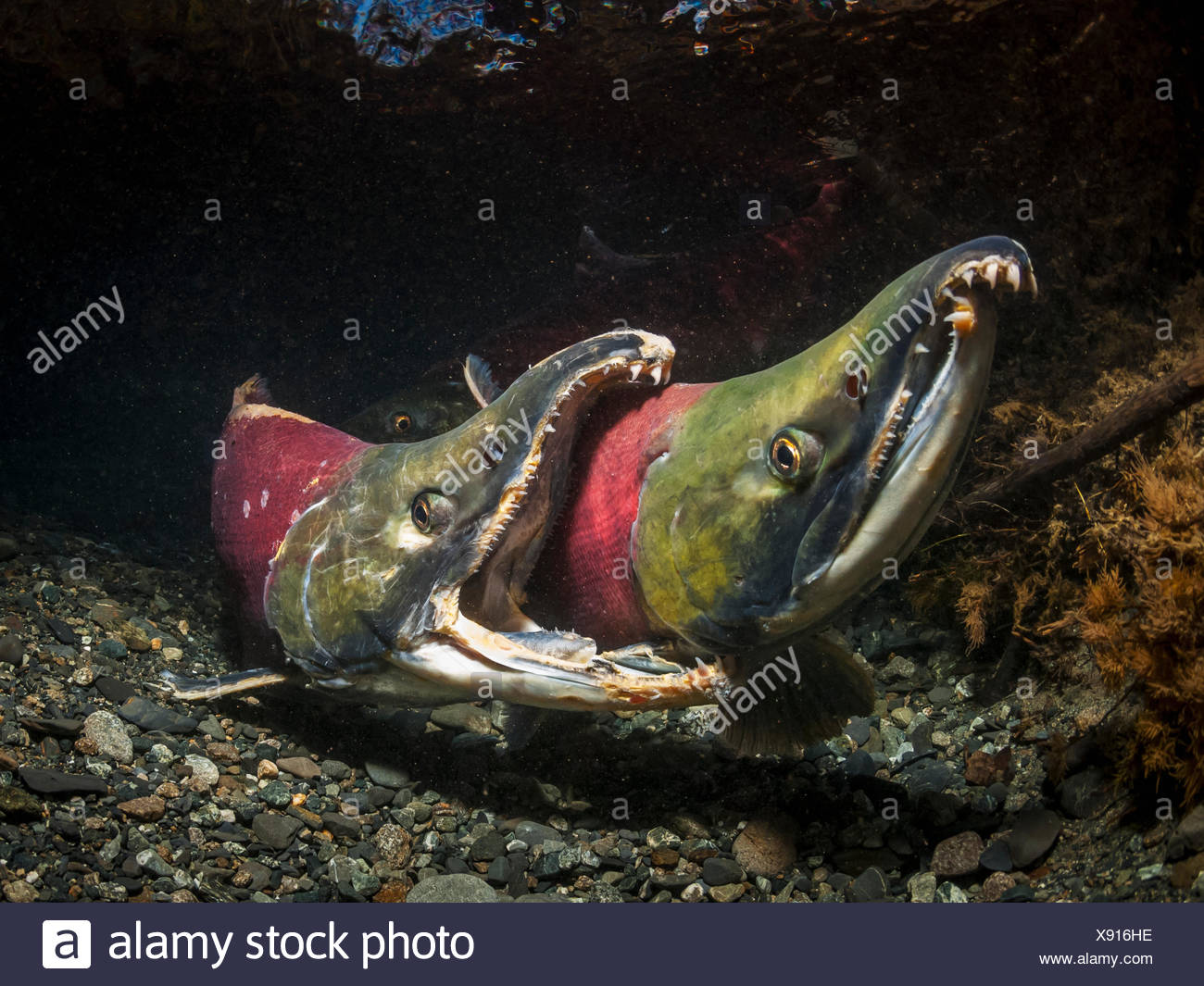 Male And Female Sockeye Salmon High Resolution Stock Photography and ...