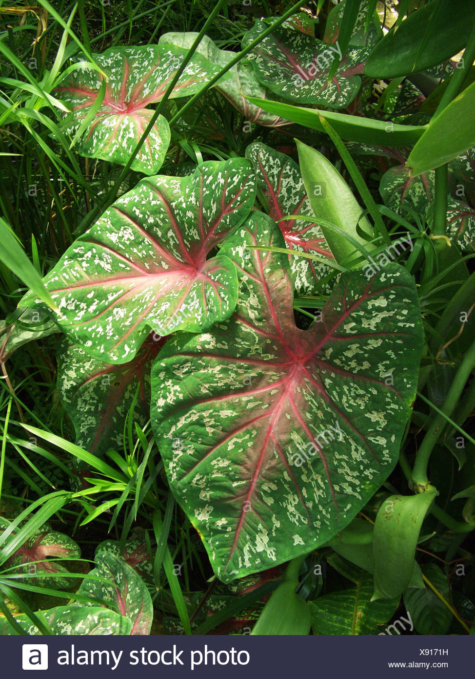 Caladium Bicolor Stock Photos & Caladium Bicolor Stock Images - Alamy