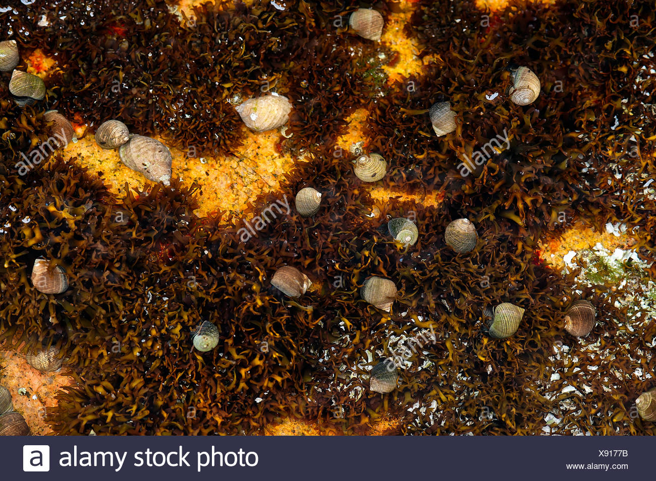 Knotted Wrack Algae High Resolution Stock Photography and Images - Alamy