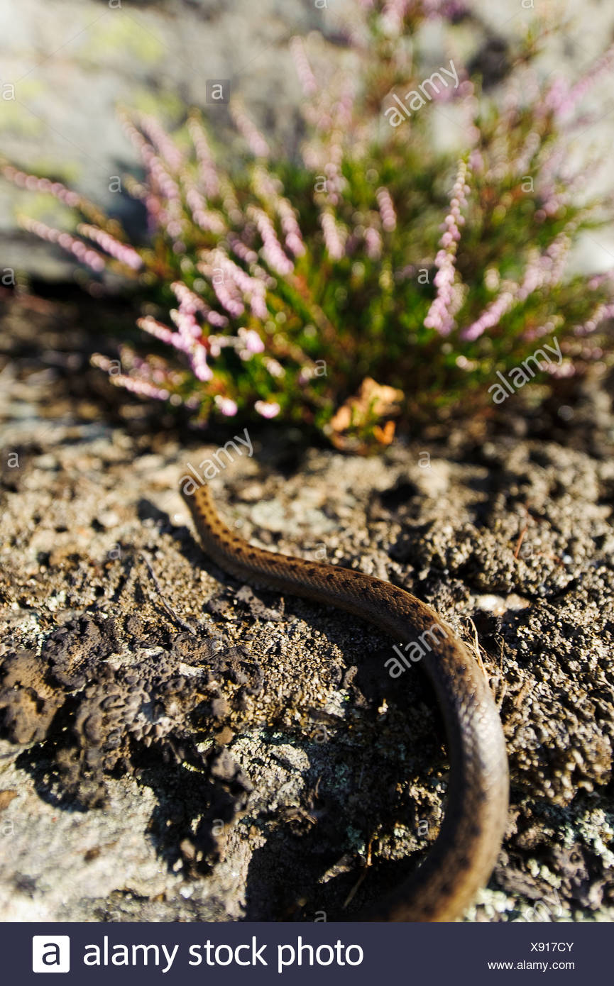 Crawling Animals High Resolution Stock Photography and Images - Alamy