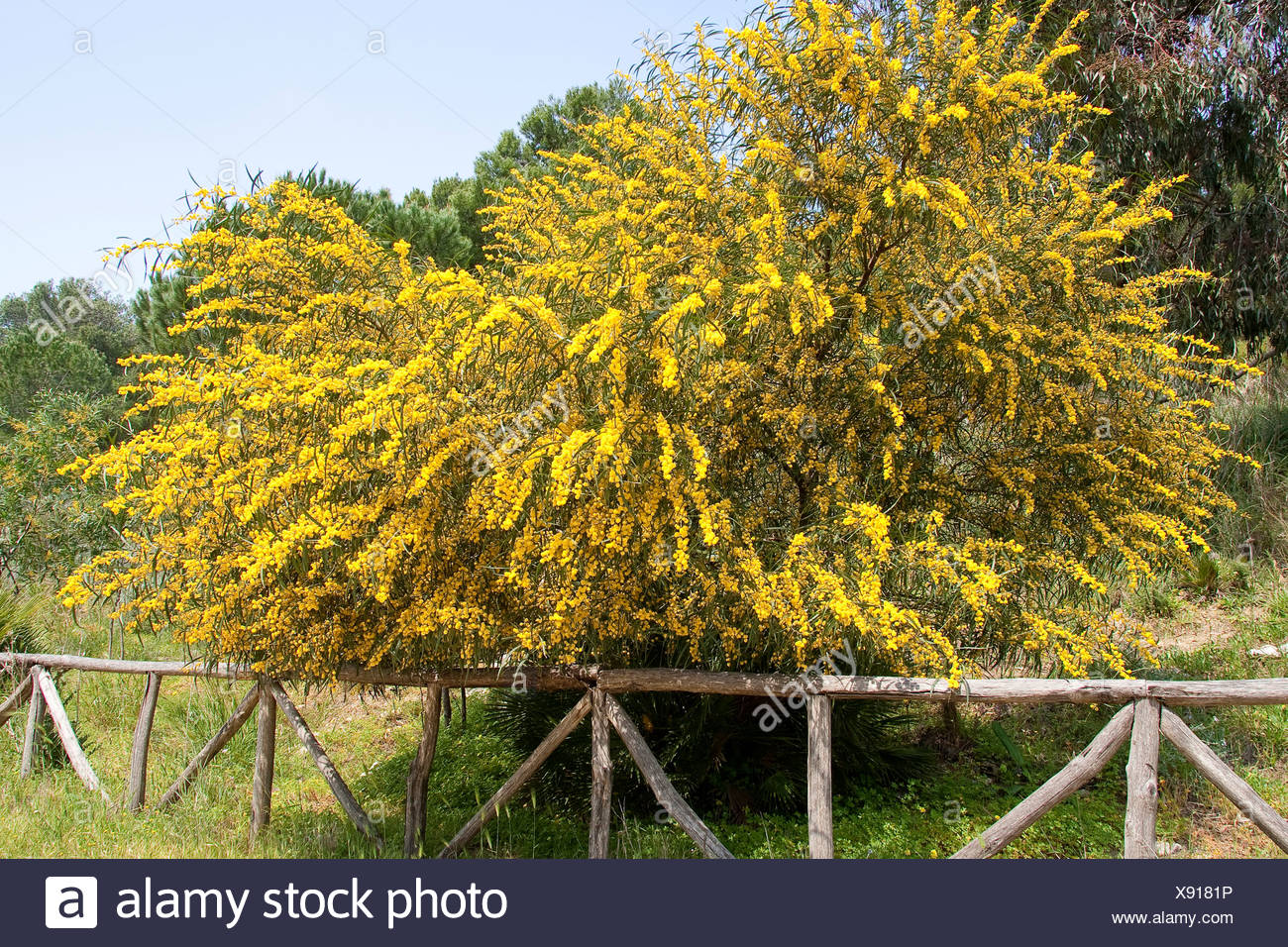 Wattle Trees Stock Photos & Wattle Trees Stock Images - Alamy