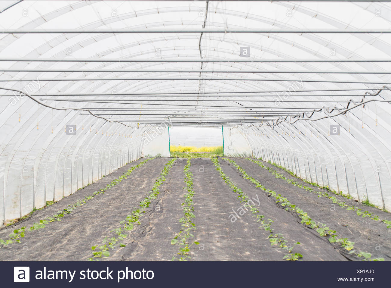 Polytunnel Stock Photos & Polytunnel Stock Images - Alamy