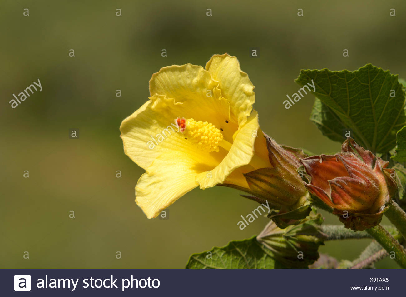 Malvaceae Family High Resolution Stock Photography and Images - Alamy