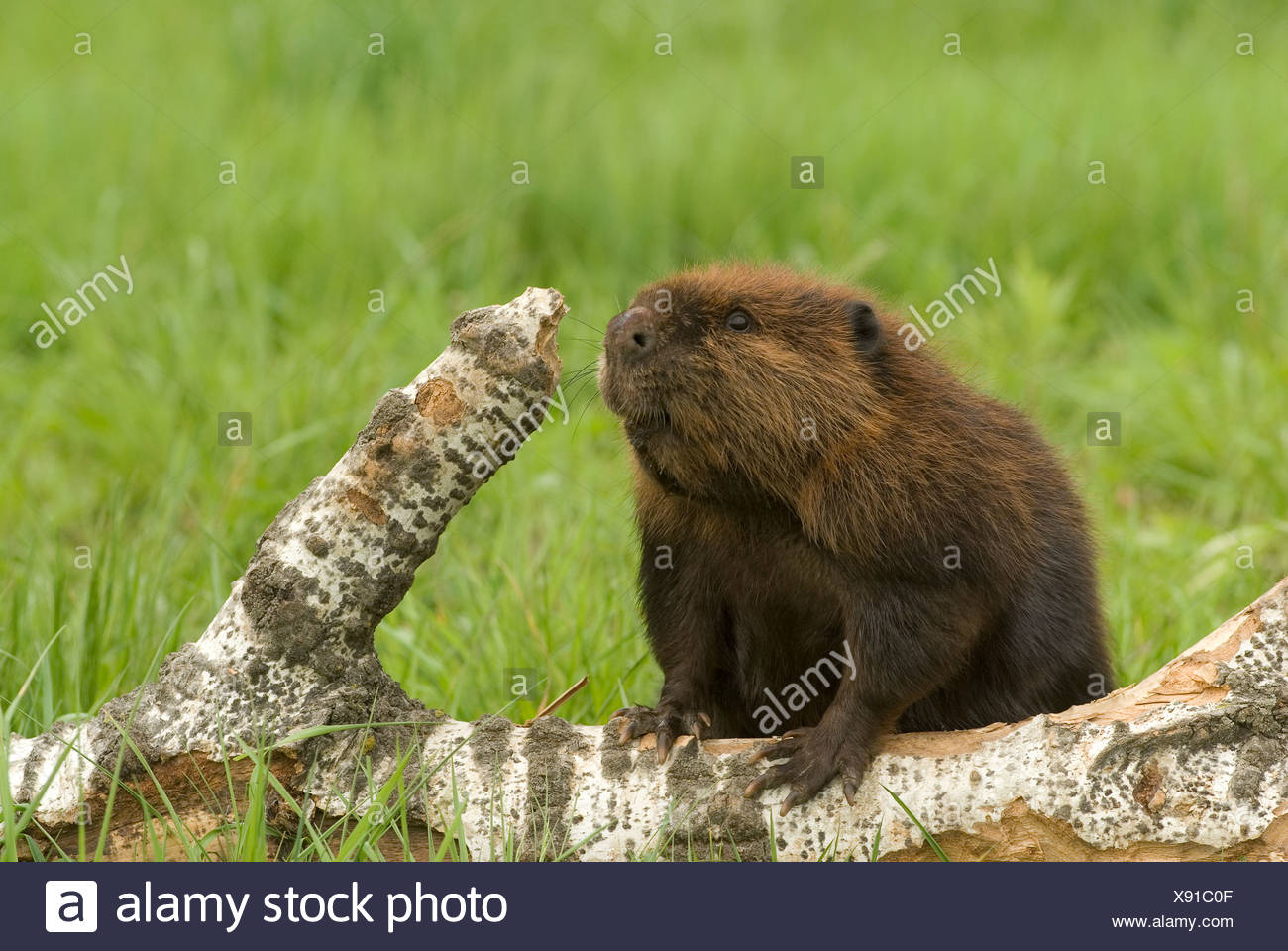 Beaver Stock Photos & Beaver Stock Images - Alamy