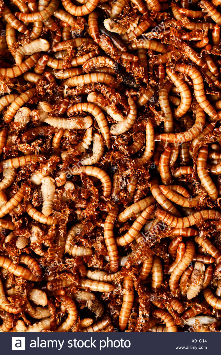 Grub Worms High Resolution Stock Photography and Images - Alamy