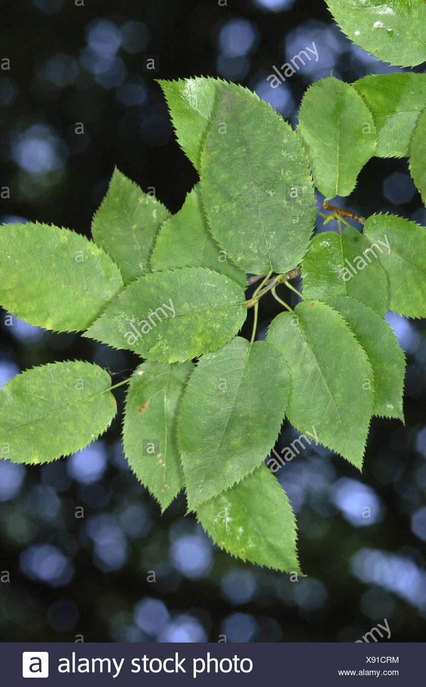 Amelanchier Laevis Stock Photos & Amelanchier Laevis Stock Images - Alamy