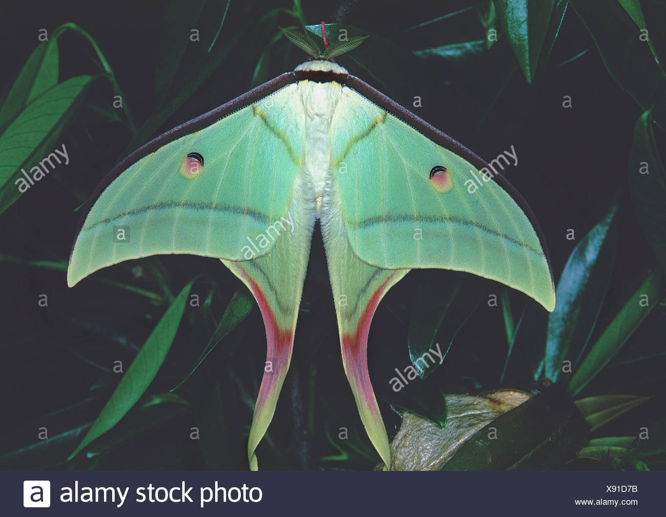 Indian Moon Moth Actias Selene High Resolution Stock Photography and ...