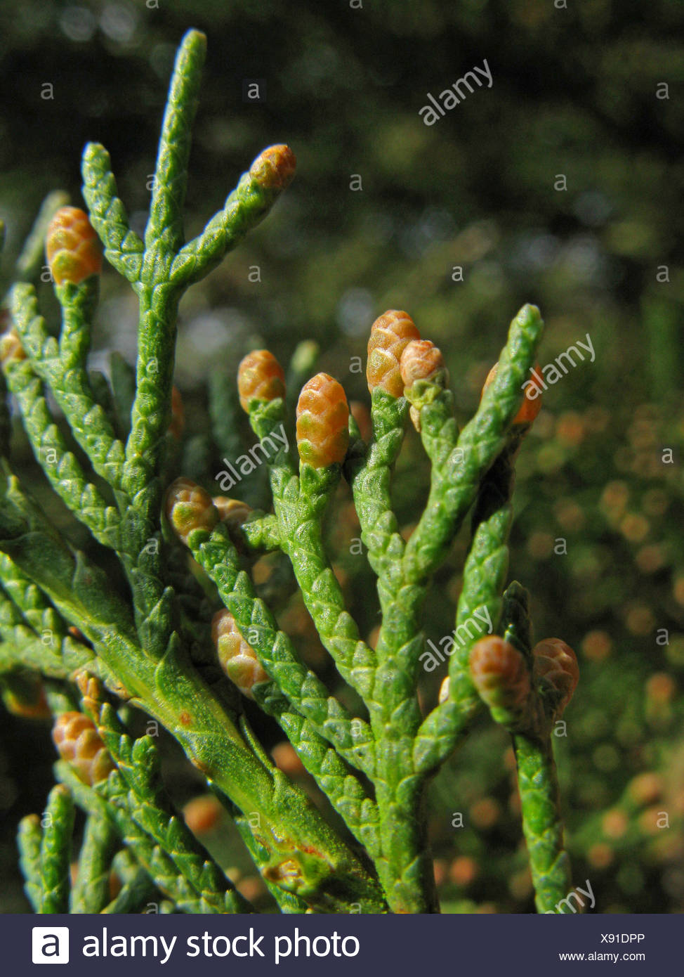 Italian Cypress Trees Cupressus Sempervirens High Resolution Stock ...