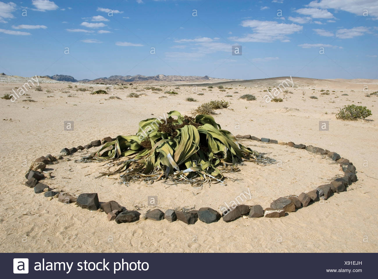 Namibian Native Plants High Resolution Stock Photography and Images - Alamy