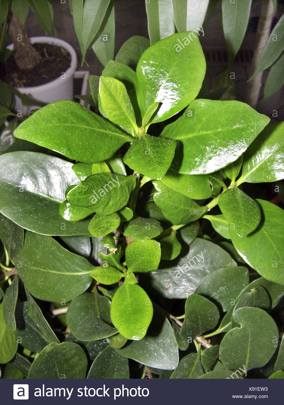 New Zealand Laurel Corynocarpus Stock Photos & New Zealand Laurel ...