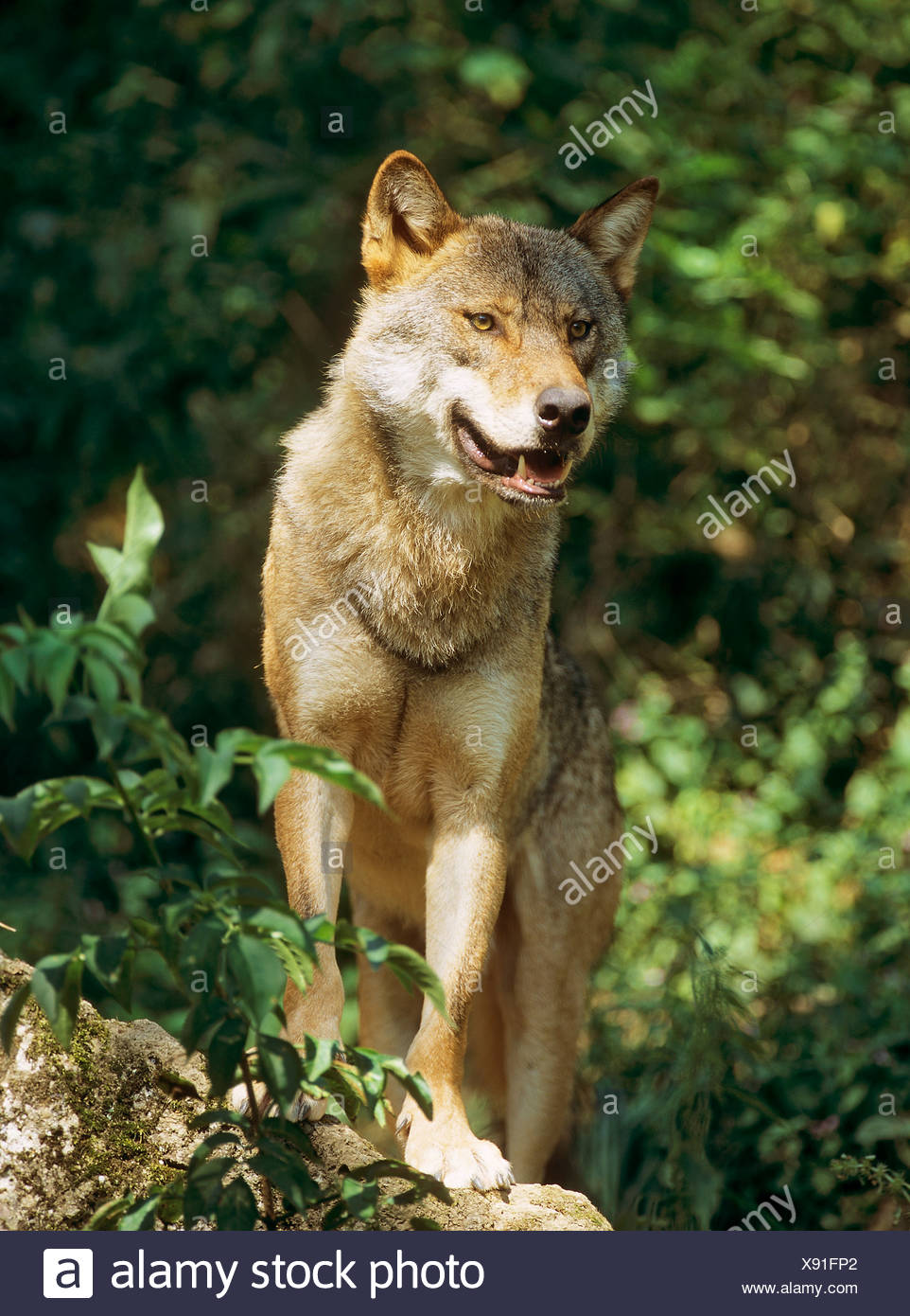 Grey Wolf Standing On Rocks Stock Photos & Grey Wolf Standing On Rocks ...