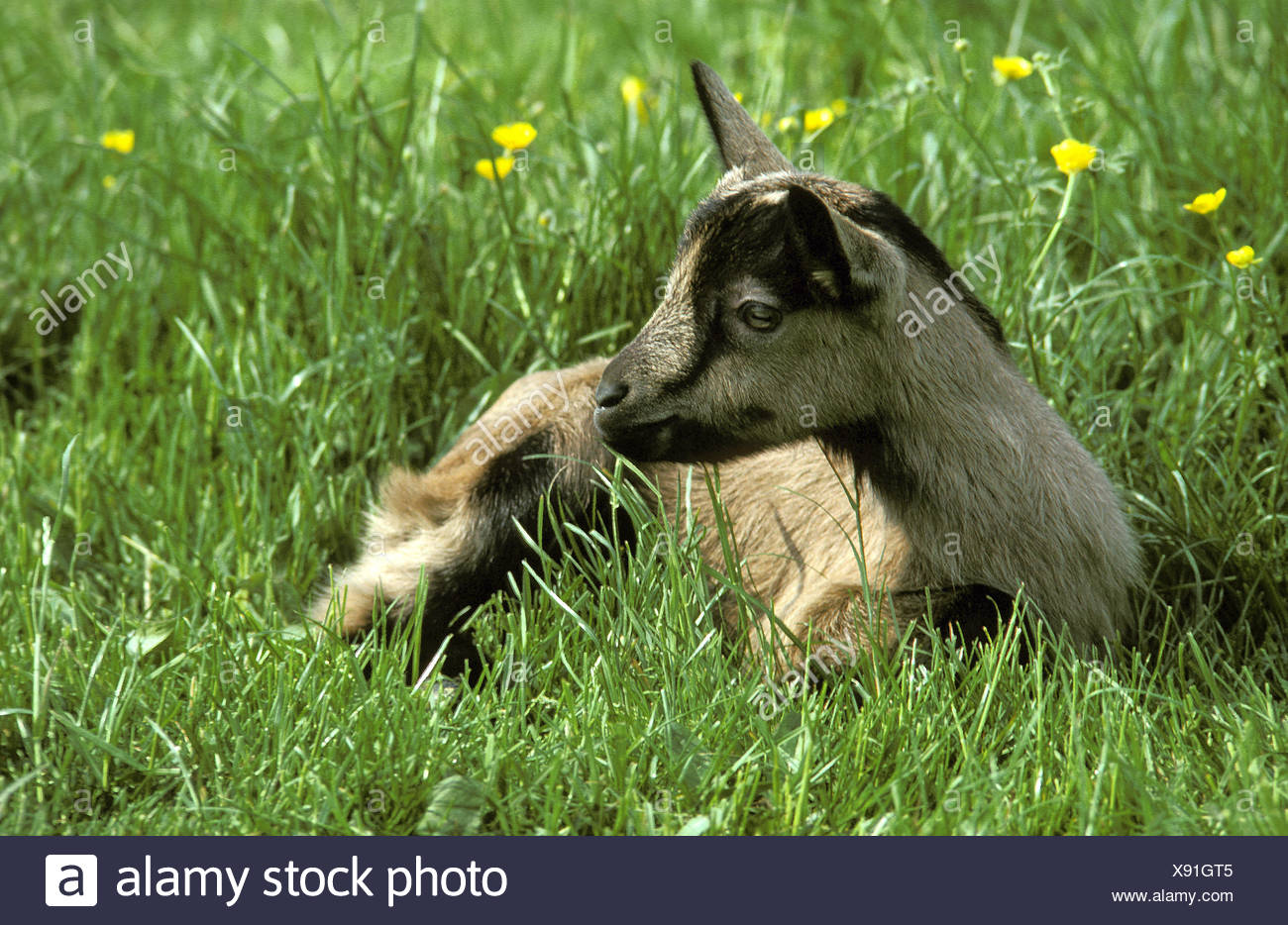 Chamois Coloured Goat High Resolution Stock Photography and Images - Alamy