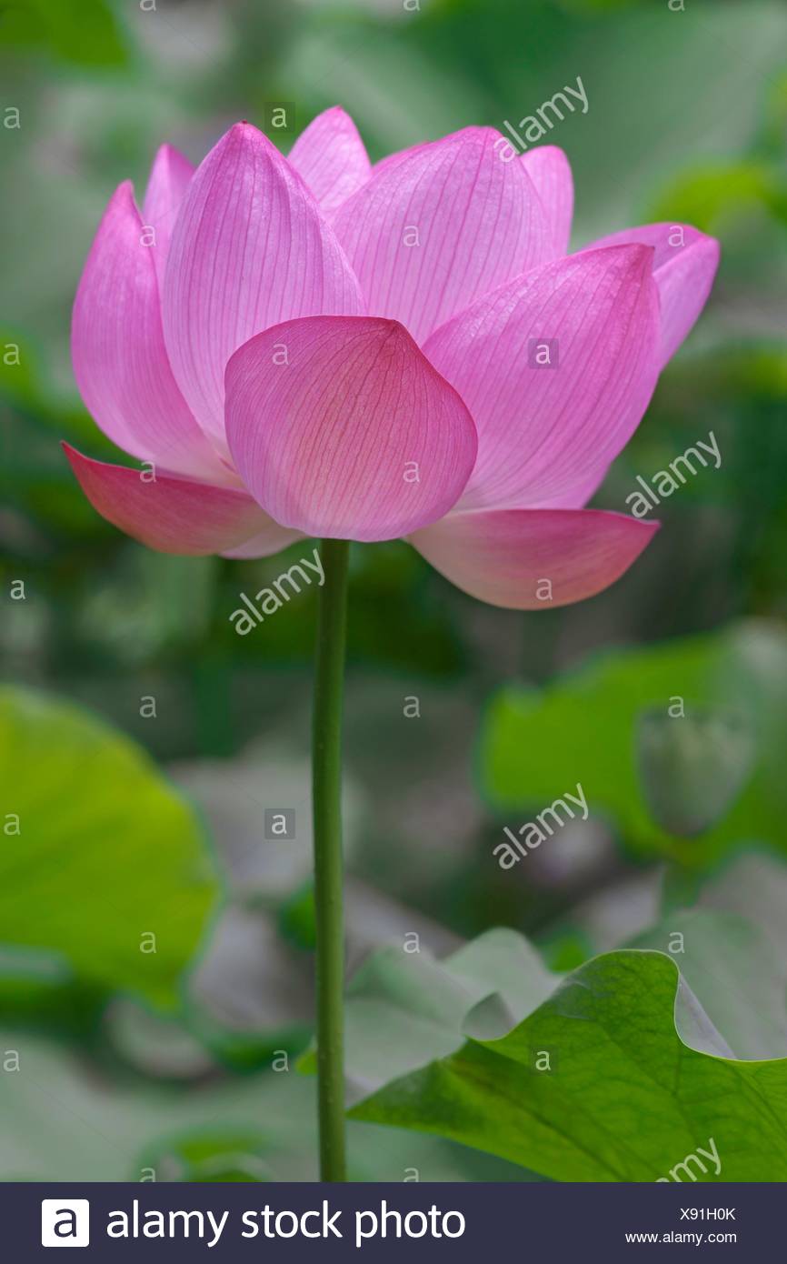 Lotus Flower Side View High Resolution Stock Photography and Images - Alamy