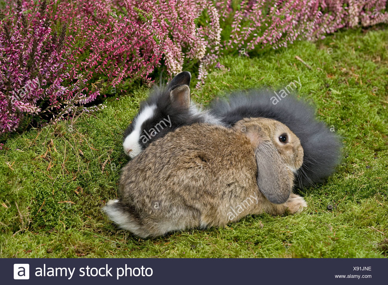 Lionhead Lop High Resolution Stock Photography and Images - Alamy