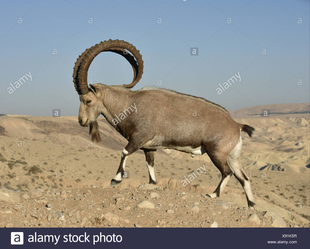 Wild Goat Capra Mountain High Resolution Stock Photography and Images ...