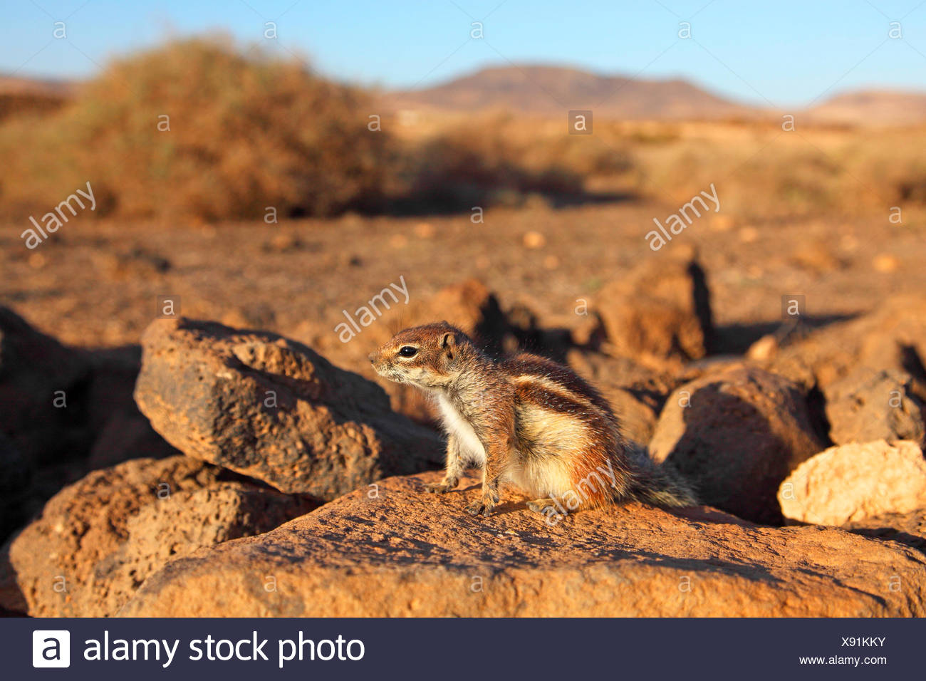 Desert Squirrel High Resolution Stock Photography and Images - Alamy