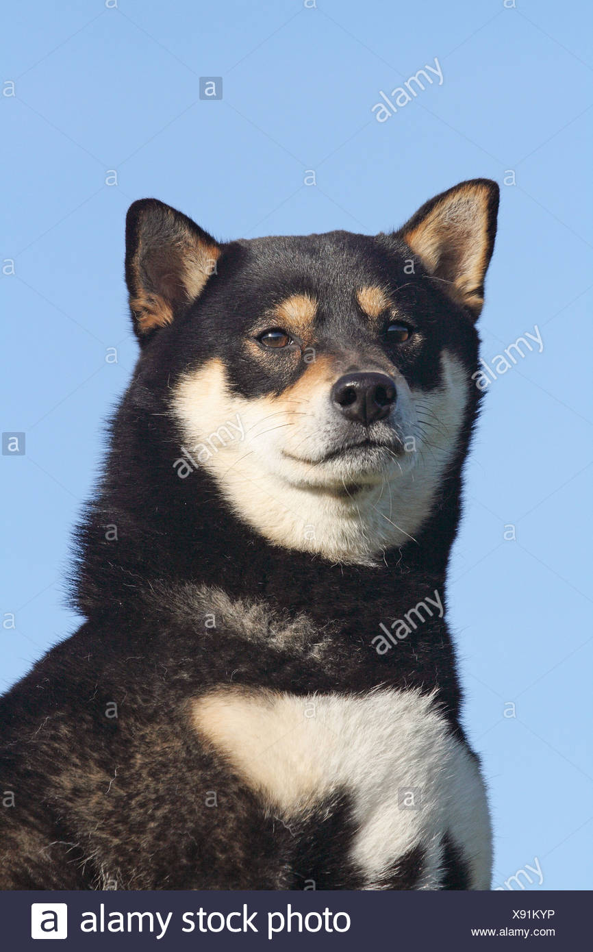 White Shiba Inu High Resolution Stock Photography and Images - Alamy