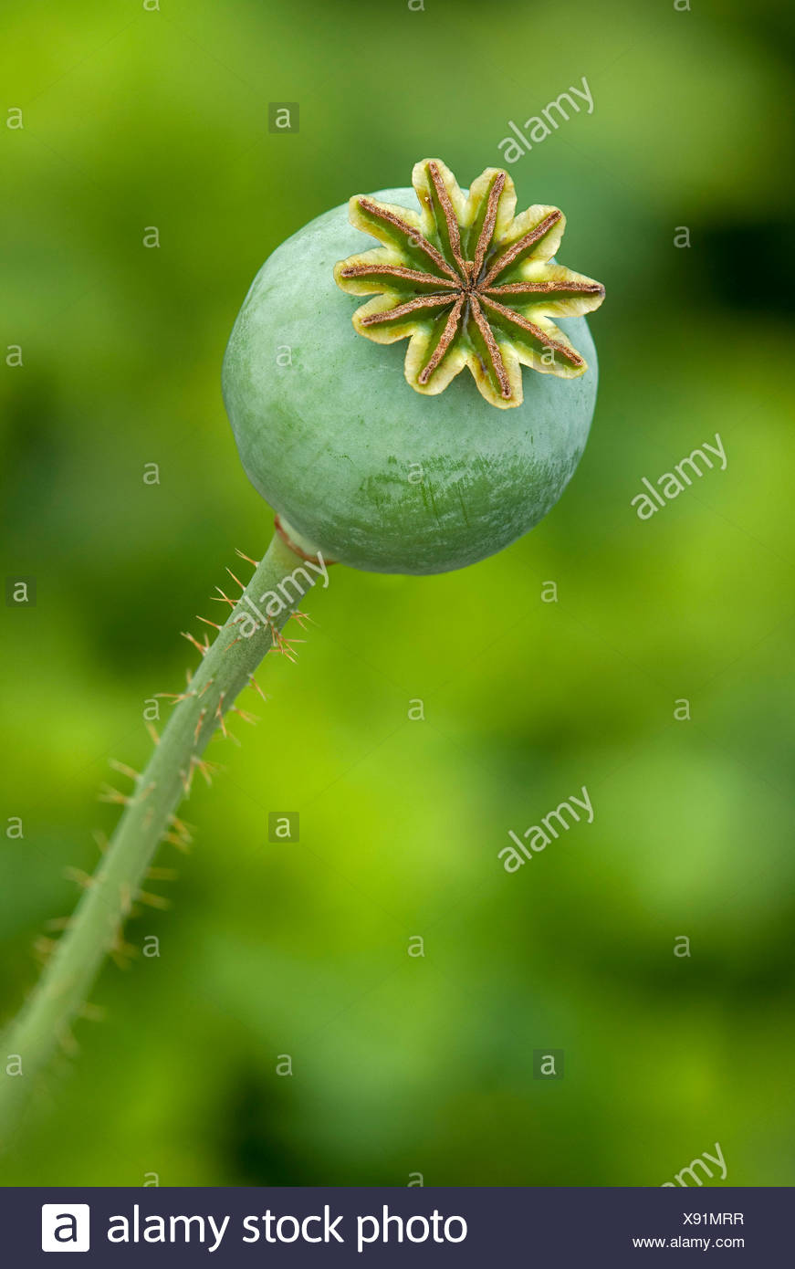 Seed Pod Opium Poppy Papaver Stock Photos & Seed Pod Opium Poppy ...