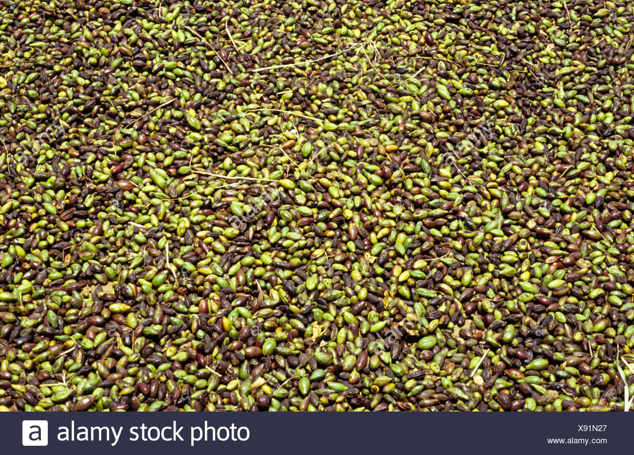 Bal Hirda High Resolution Stock Photography and Images - Alamy